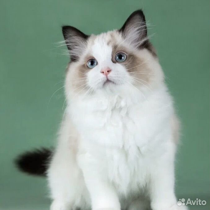 Рэгдолл кошечка Тиффани