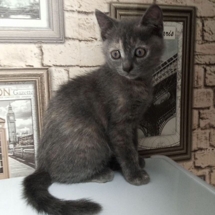Котёнок в добрые руки