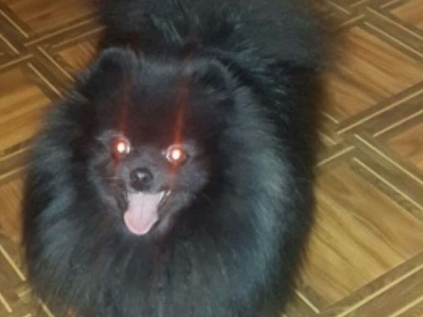 Шпиц ищет подругу