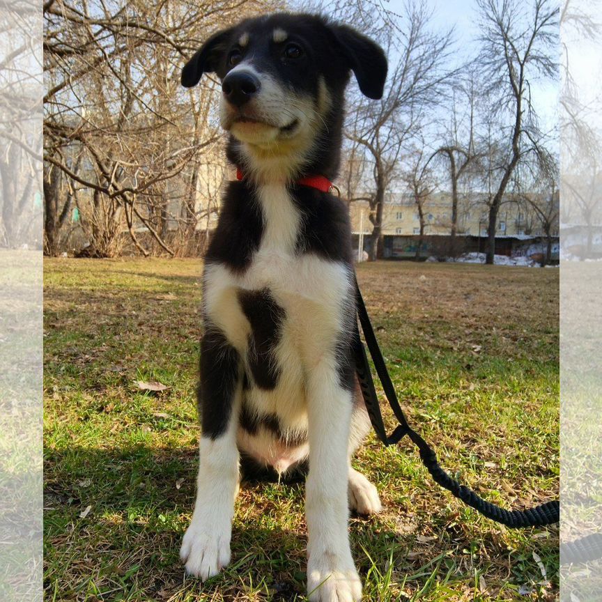 Щенок в добрые руки