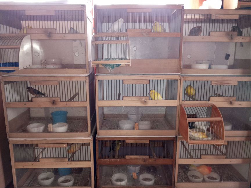 Кенара и канарейки екатеринбург