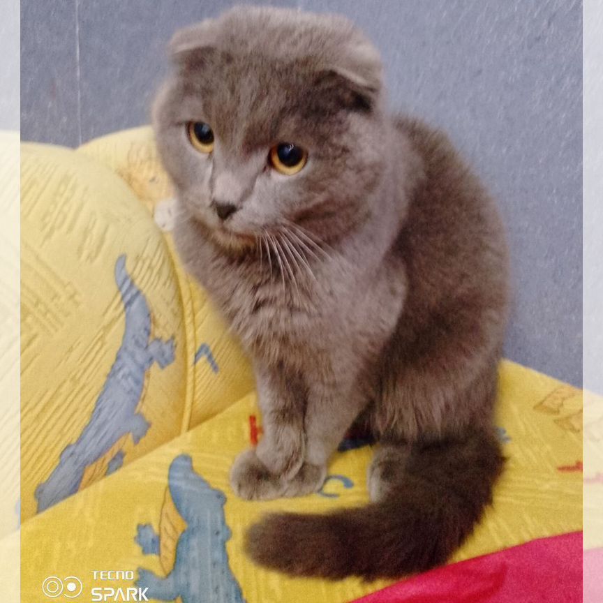 Шотландский вислоухий короткошёрстный, взрослый кот