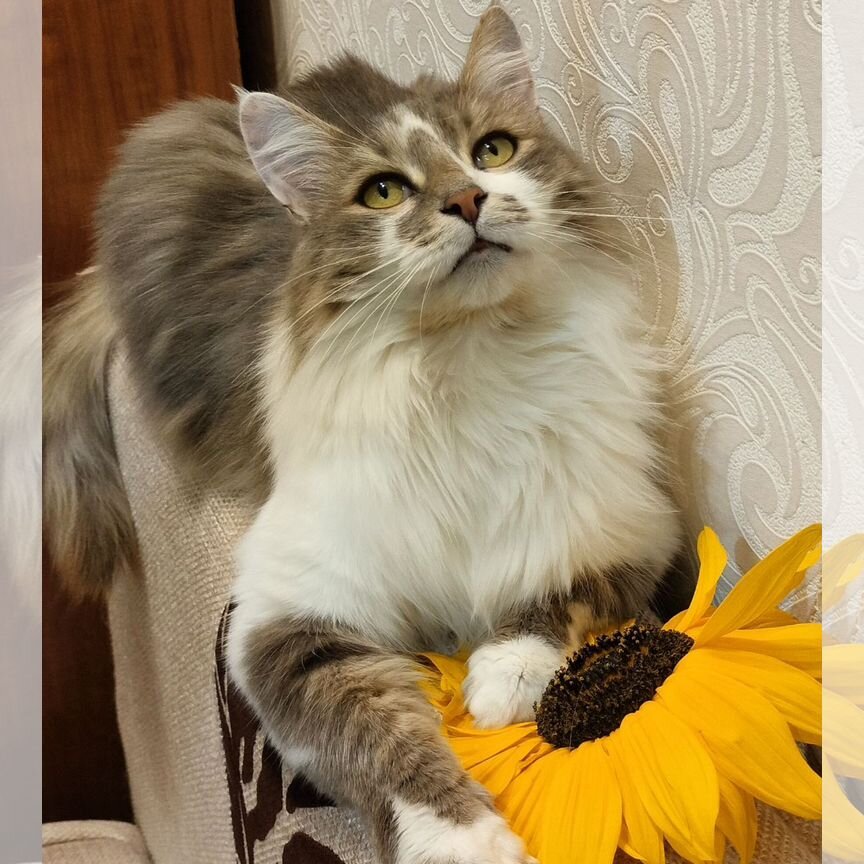 Сибирская кошечка