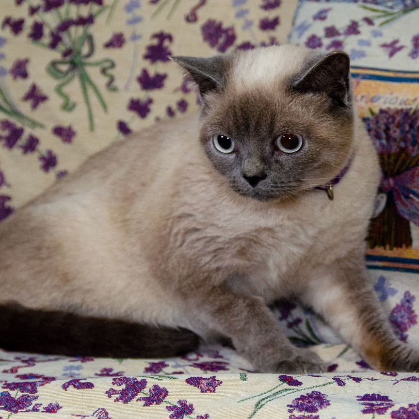 Мурзик в дар