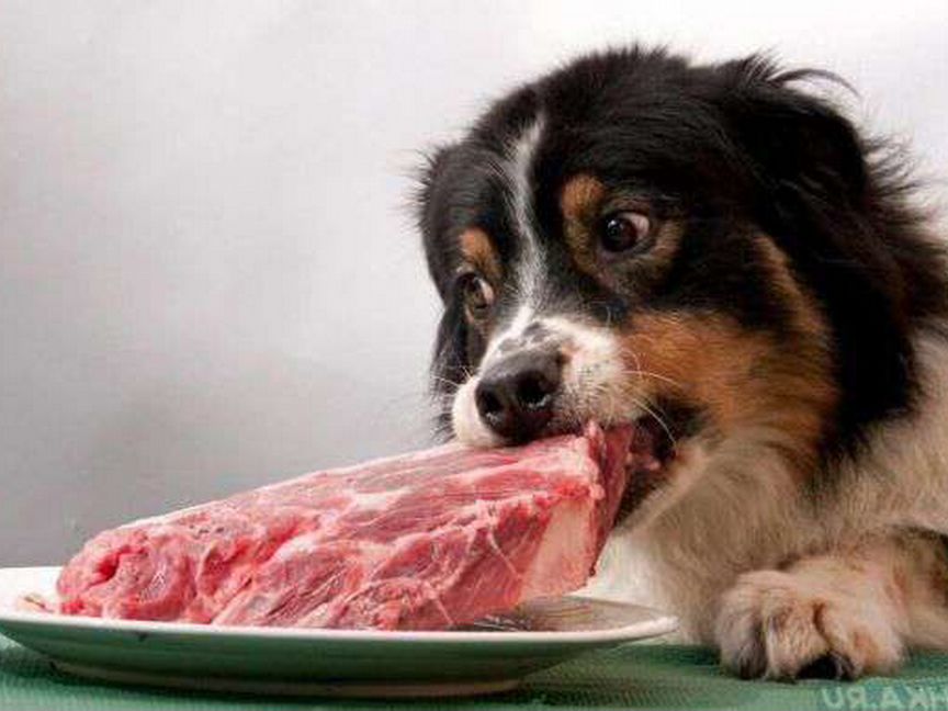 Мясо говядина для собак