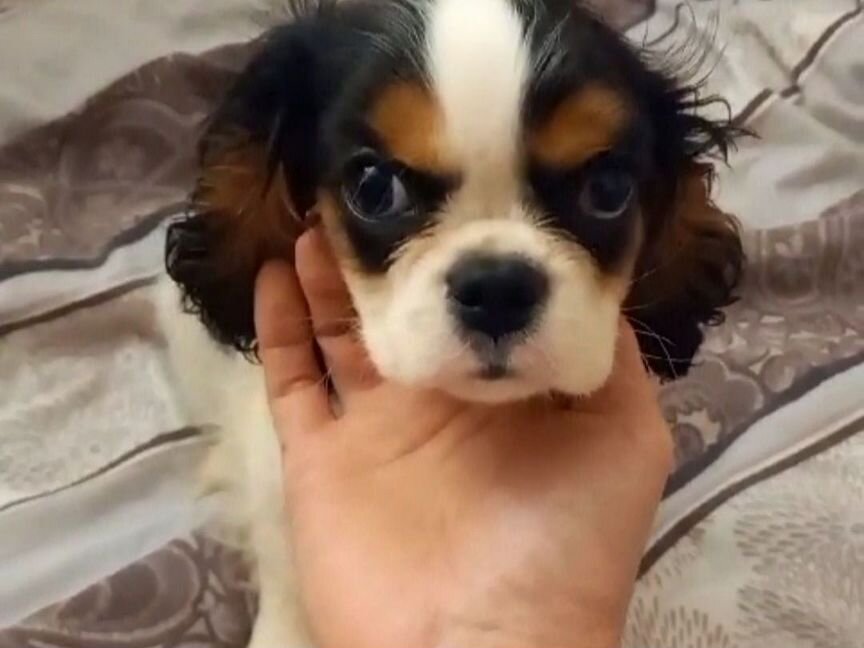 Кавалер кинг чарльз спаниель