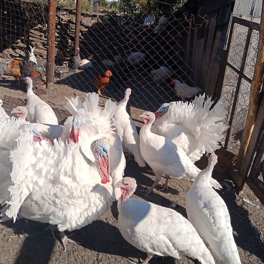 Индюки домашние