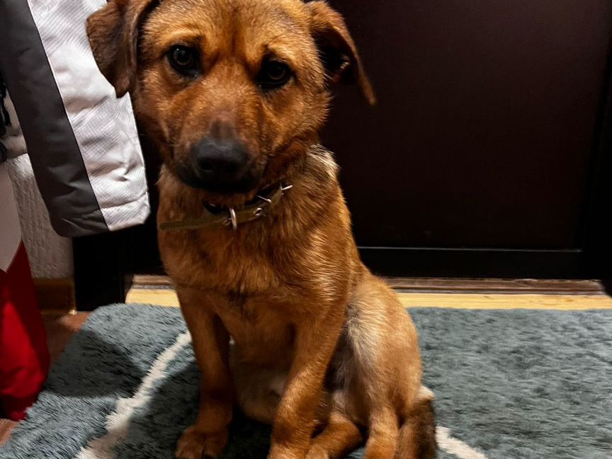 Найдена собака