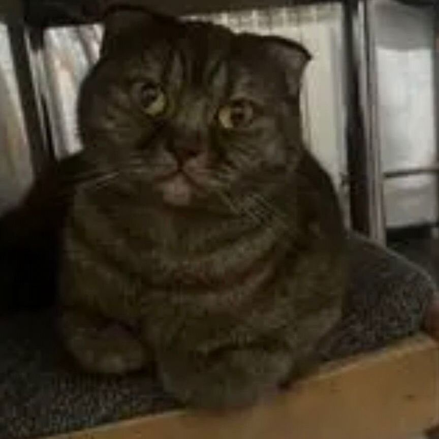 Шотландский вислоухий короткошёрстный котёнок