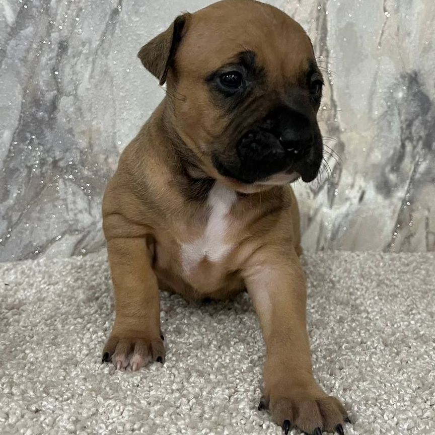 Американский стаффордширский терьер, щенок