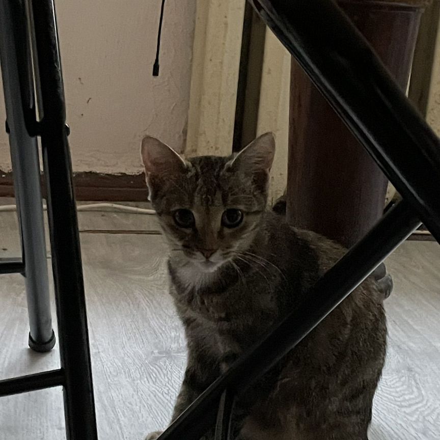 Котенок найденыш