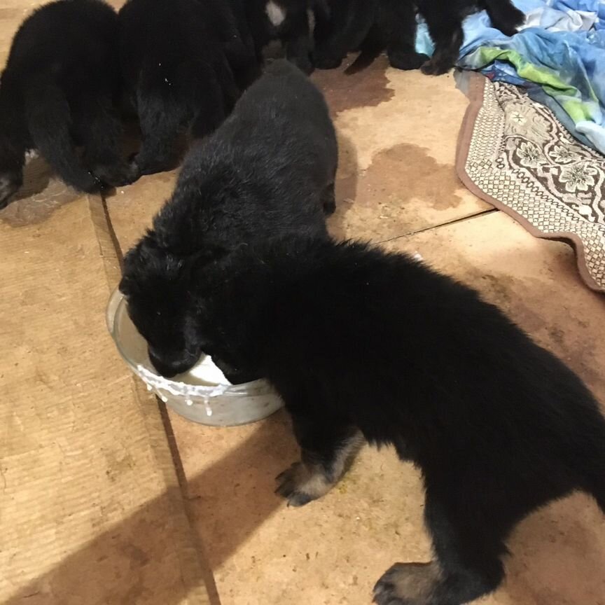 Щенки немецкой овчарки