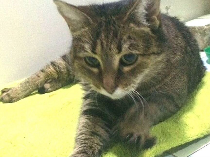 Кошка