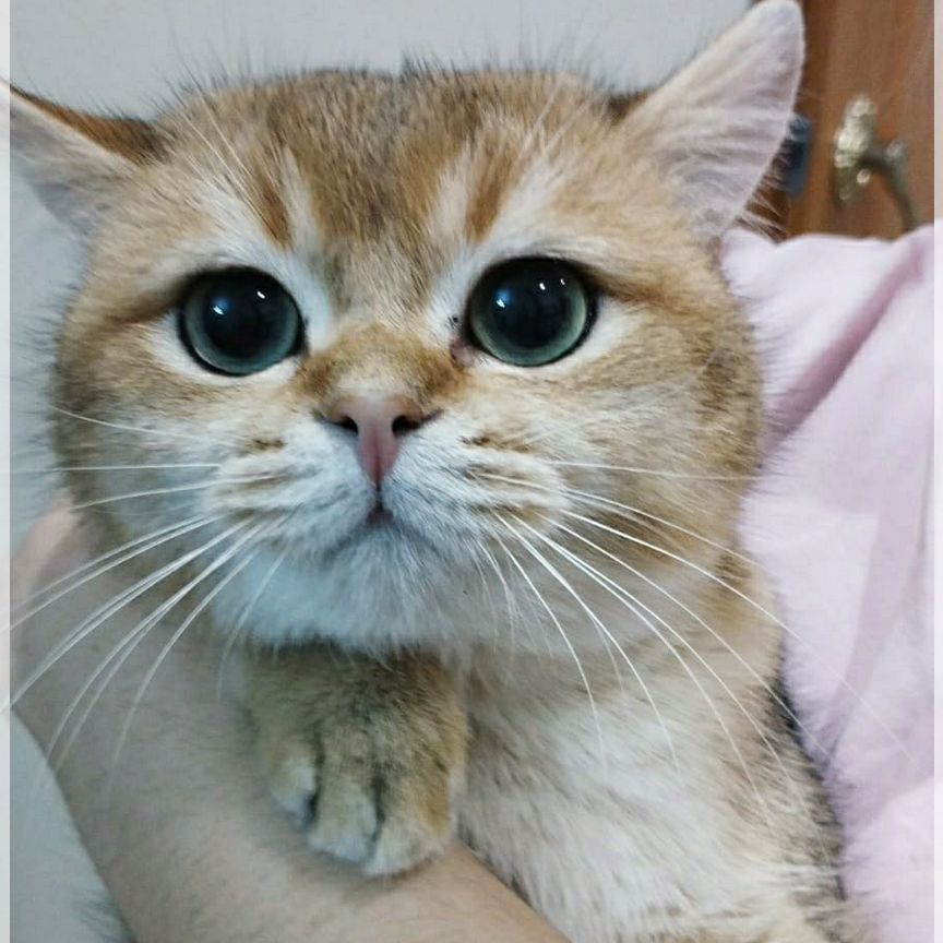 Золотой красавчик с родословной