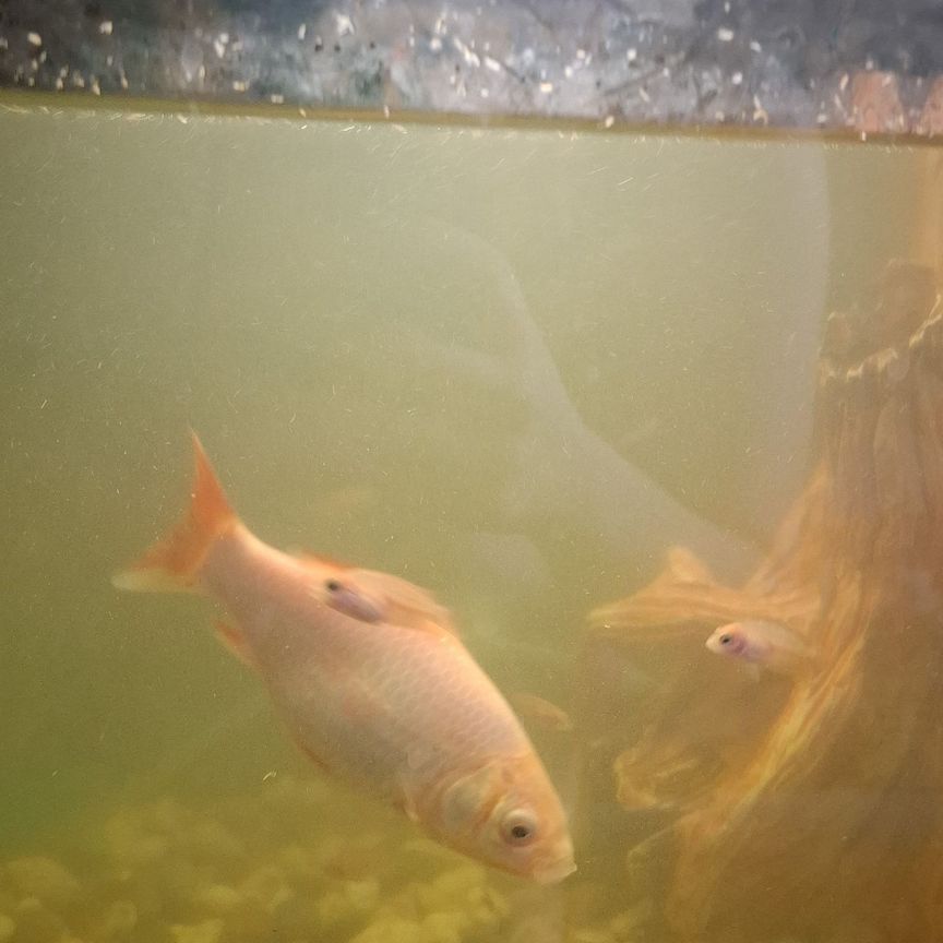 Золотые рыбки