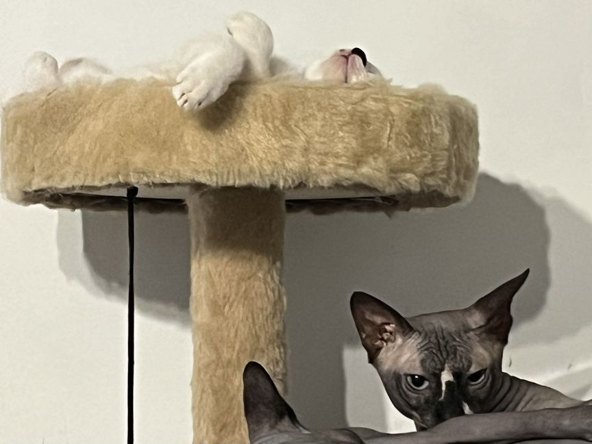 Котята сфинкс бесплатно