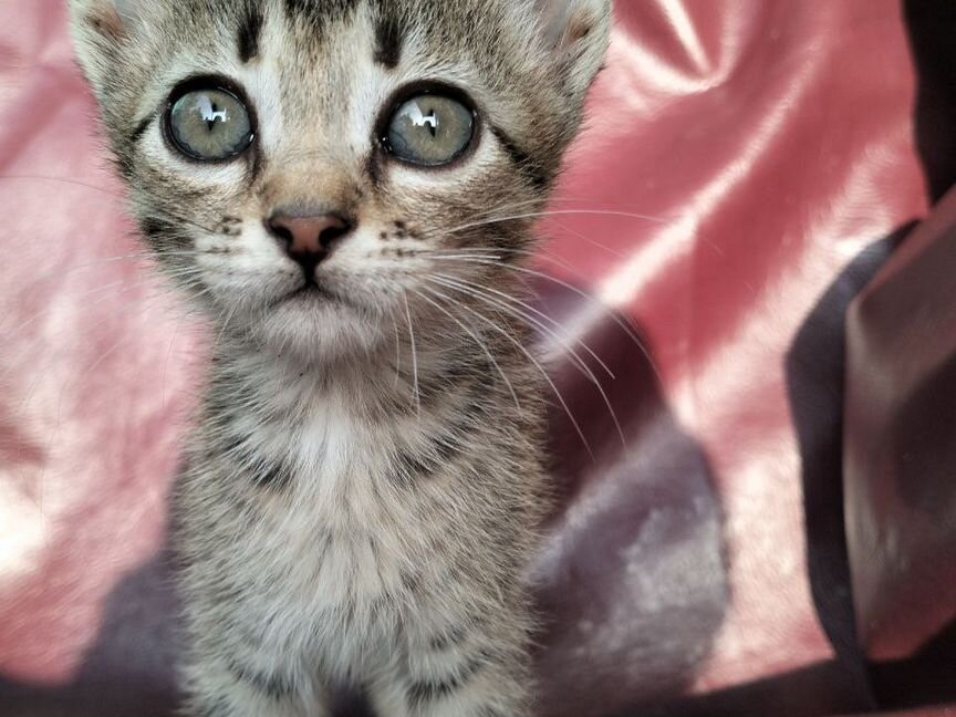 Кошка в дар бесплатно