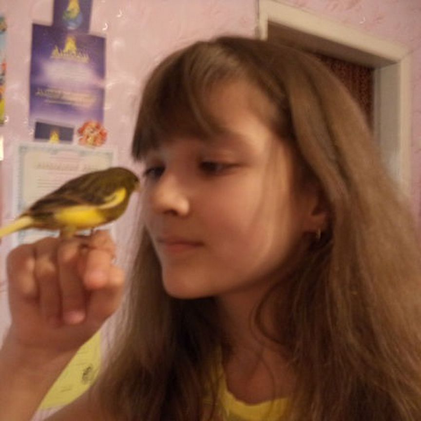 Кенара и канарейки