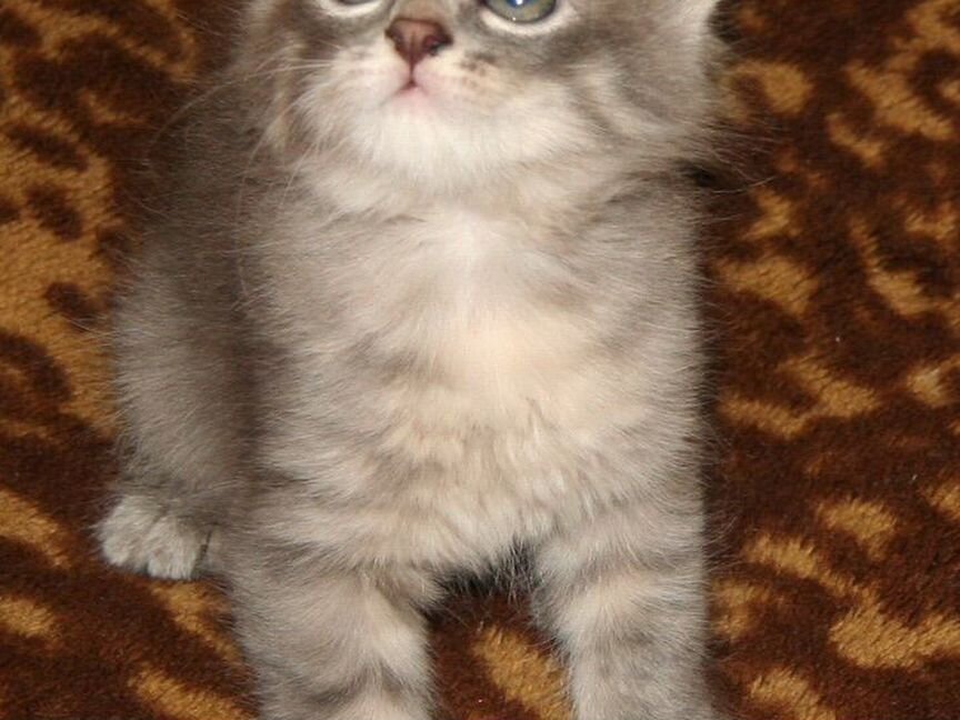 Котейка в добрые руки