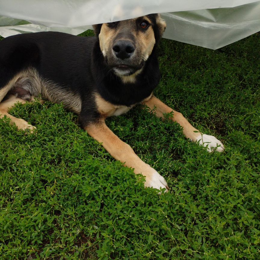 Отдам кабеля, еще молоденький. Уши стоят