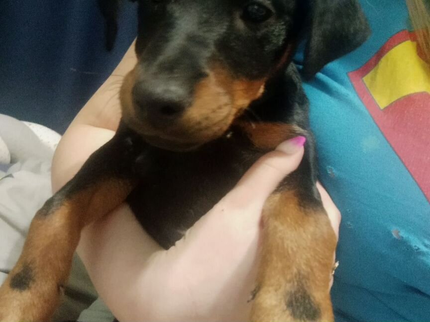 Ягдтерьер сука