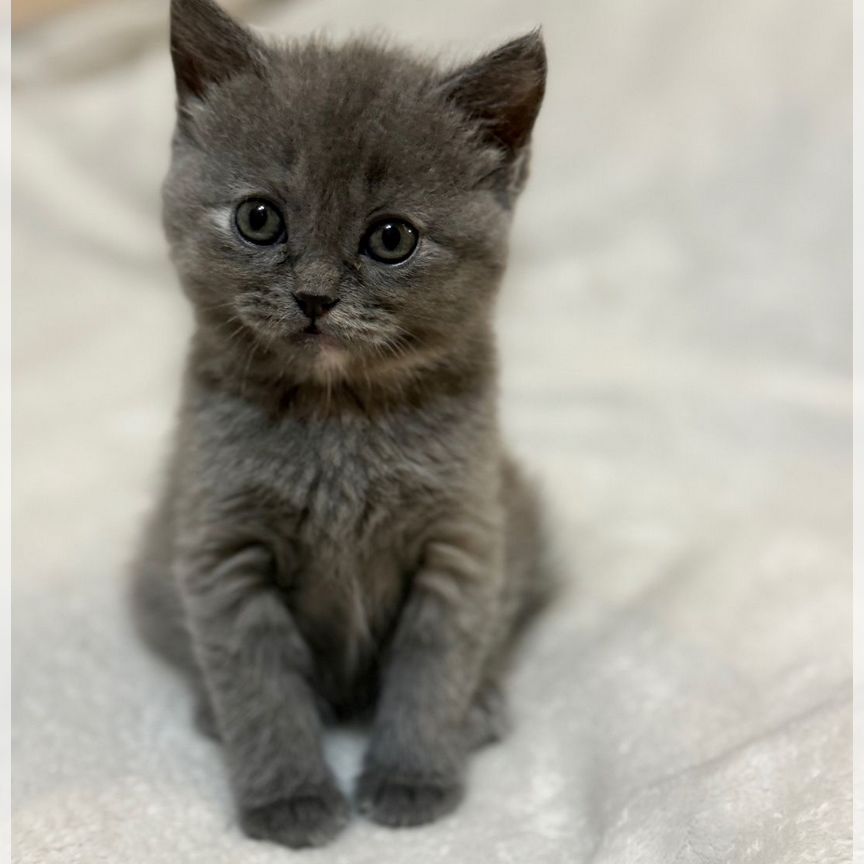 Британский короткошёрстный котёнок