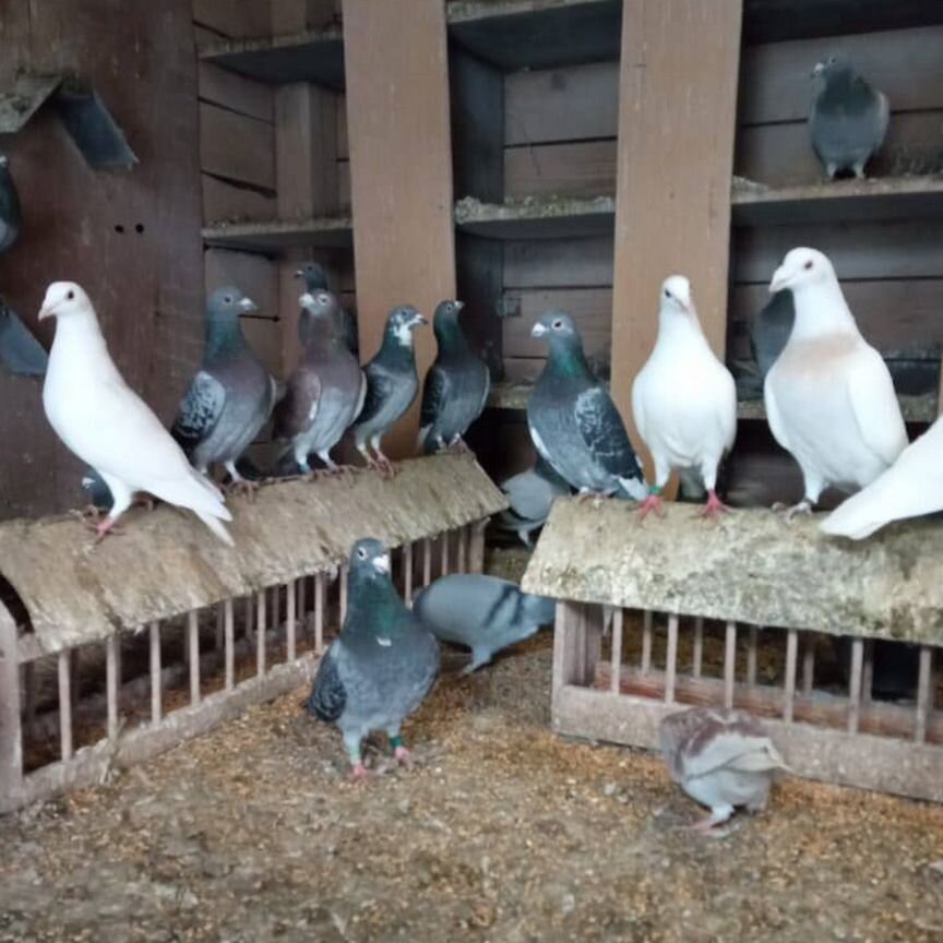 Спортивные голуби