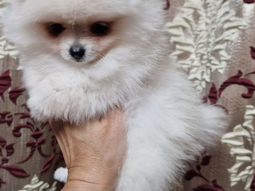 Померанский шпиц девочка