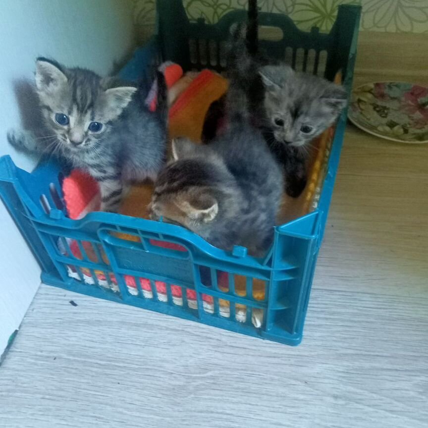 Котята в добрые руки