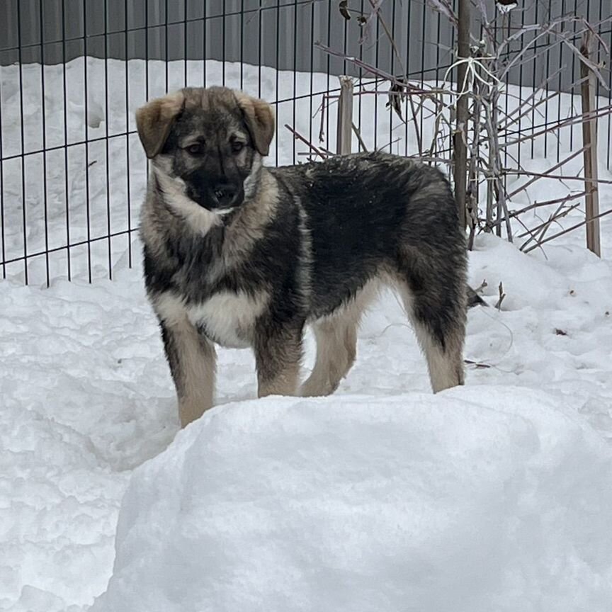 Щенок,кобель 4 мес