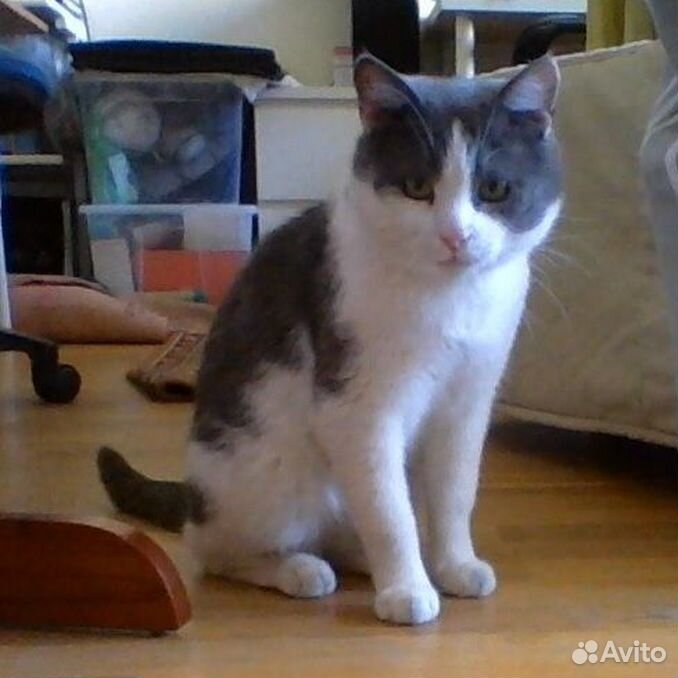 Британский кот вязка