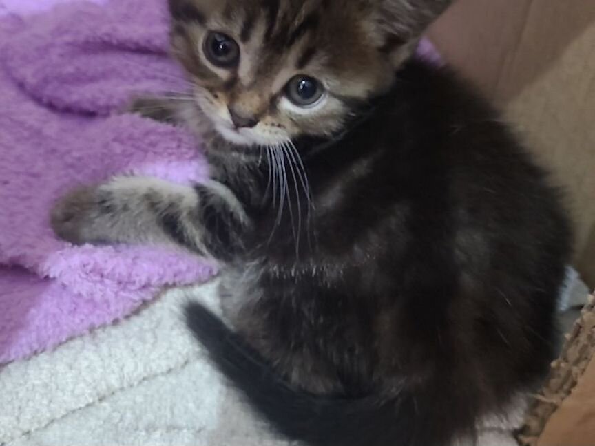 Котята