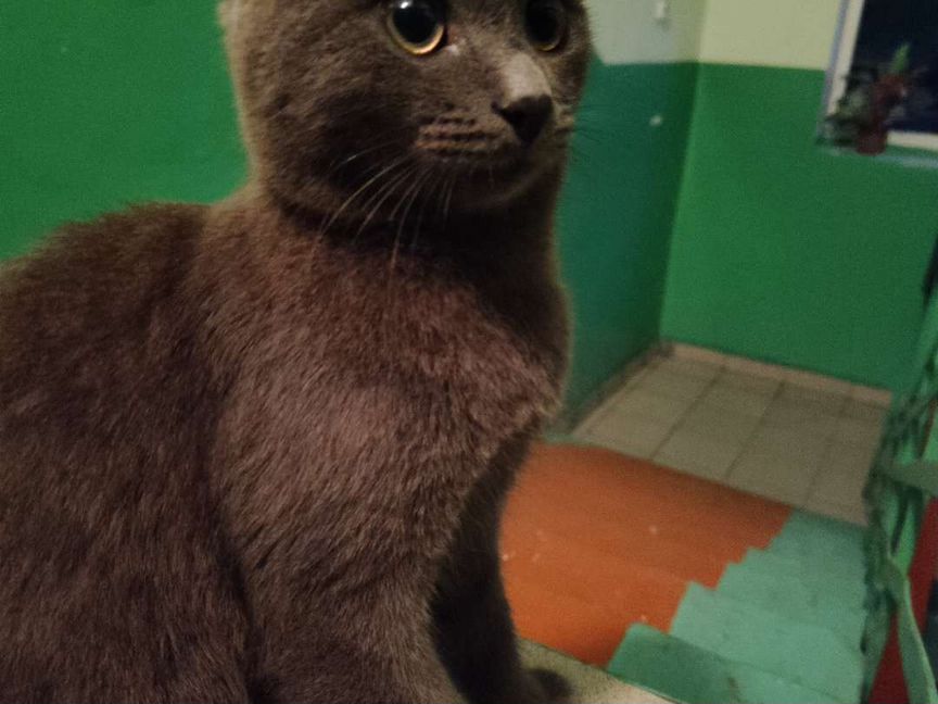 Британские котята