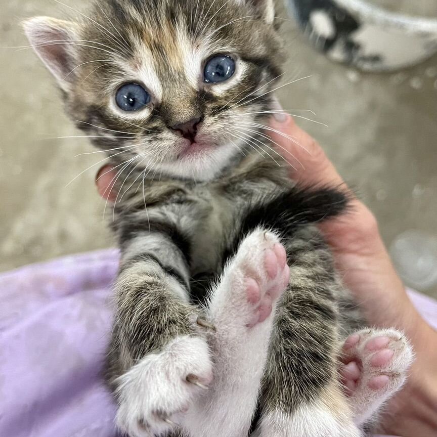 Котята в добрые руки