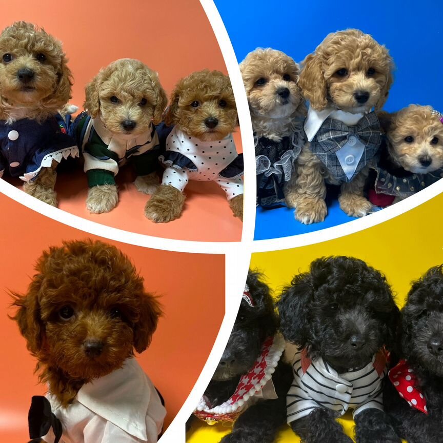 Той-пудель, щенок