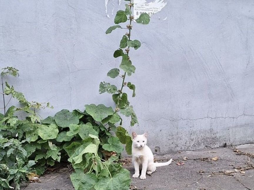 Белый котенок