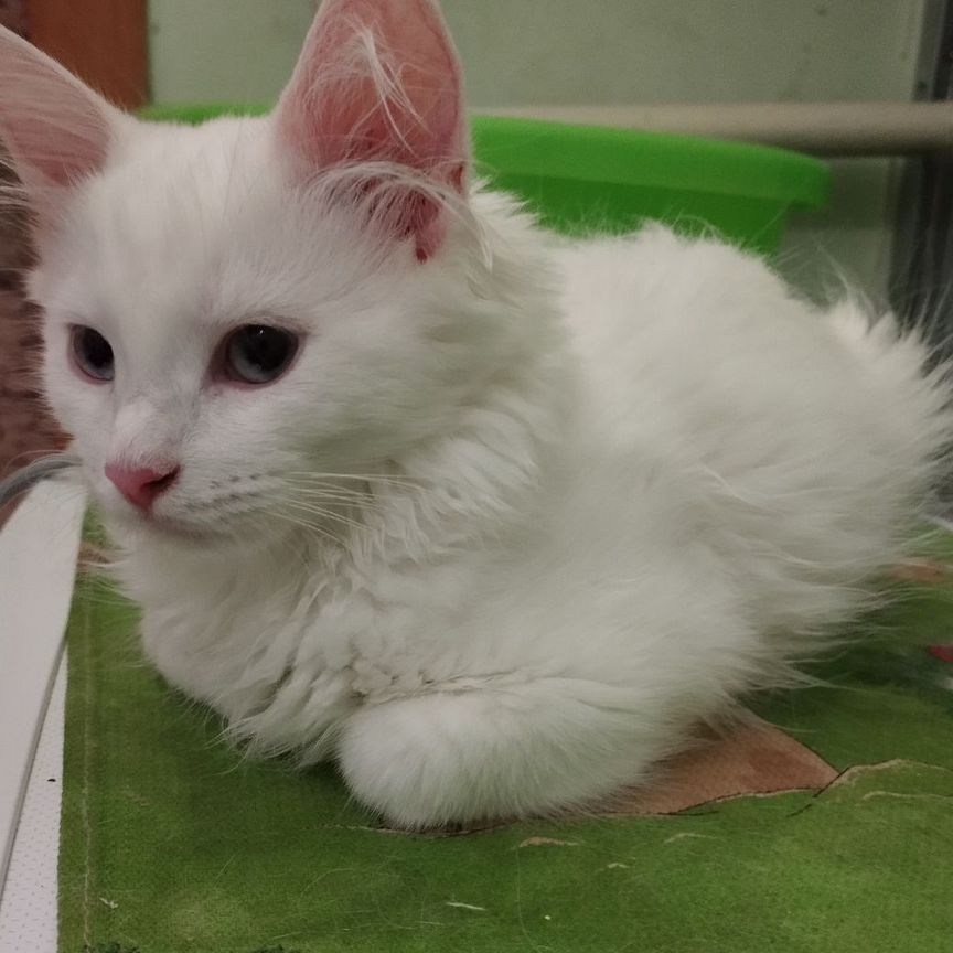 Котенок турецкой ангоры