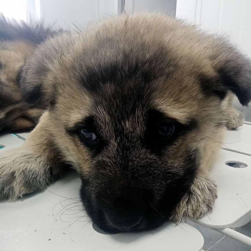 Щенок в добрые руки