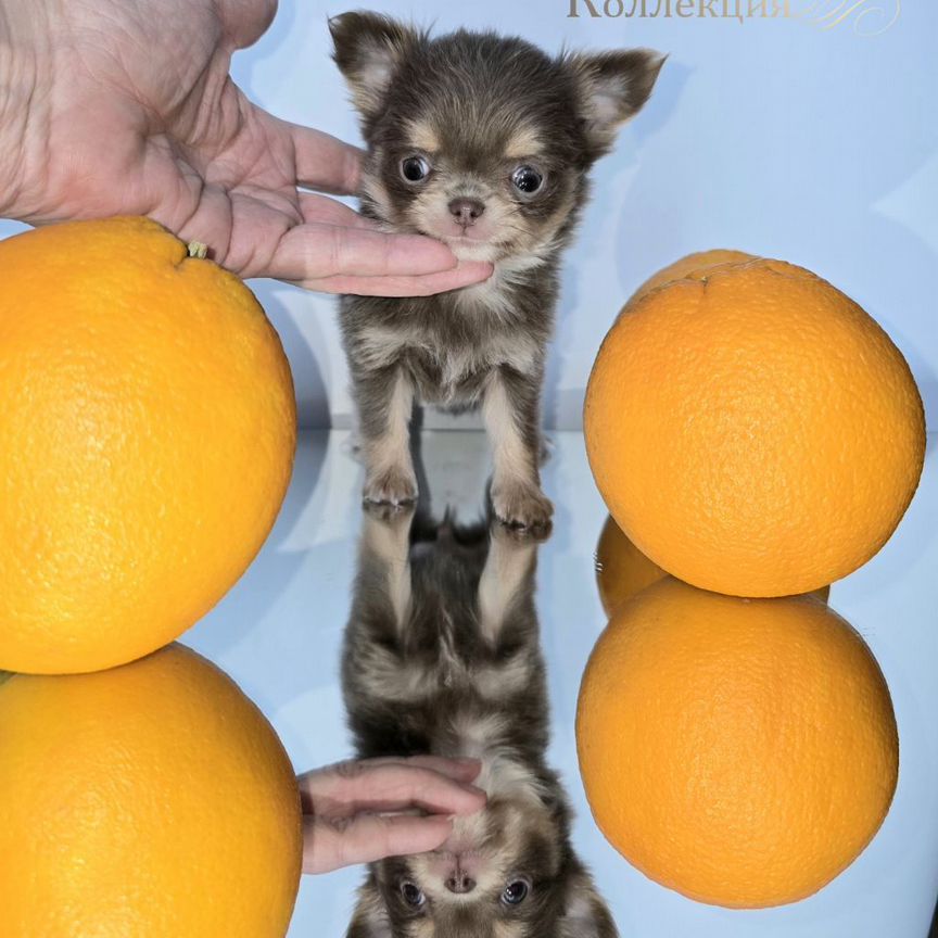 Чихуахуа, щенок