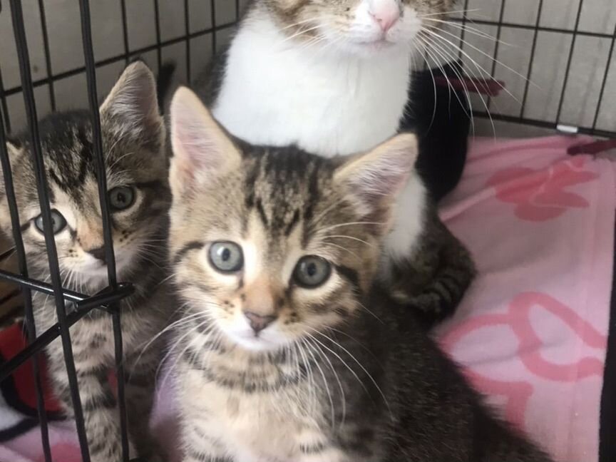 Котята в добрые руки