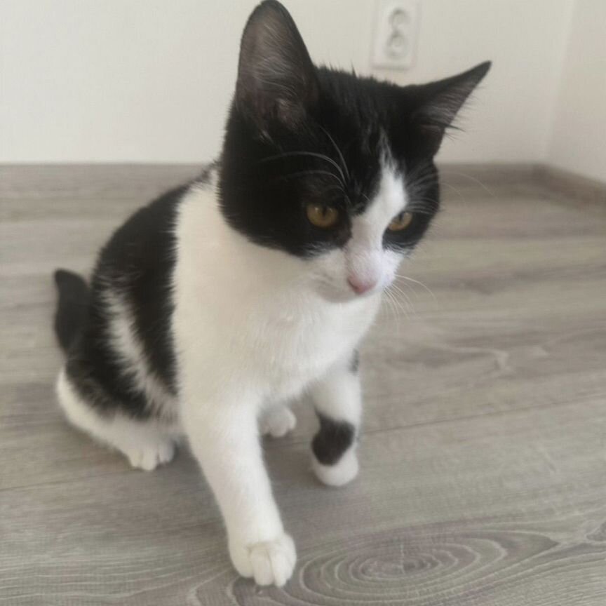 Котёнок в добрые руки