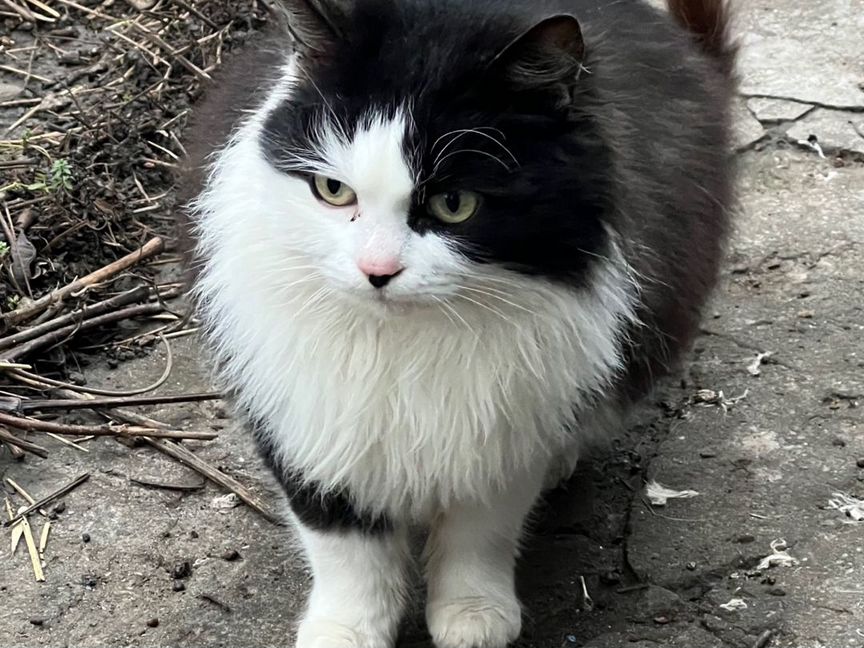 Кошечка ищет дом