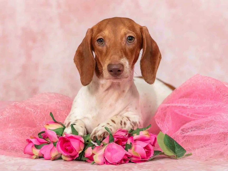 Такса mini, девочка пайболд