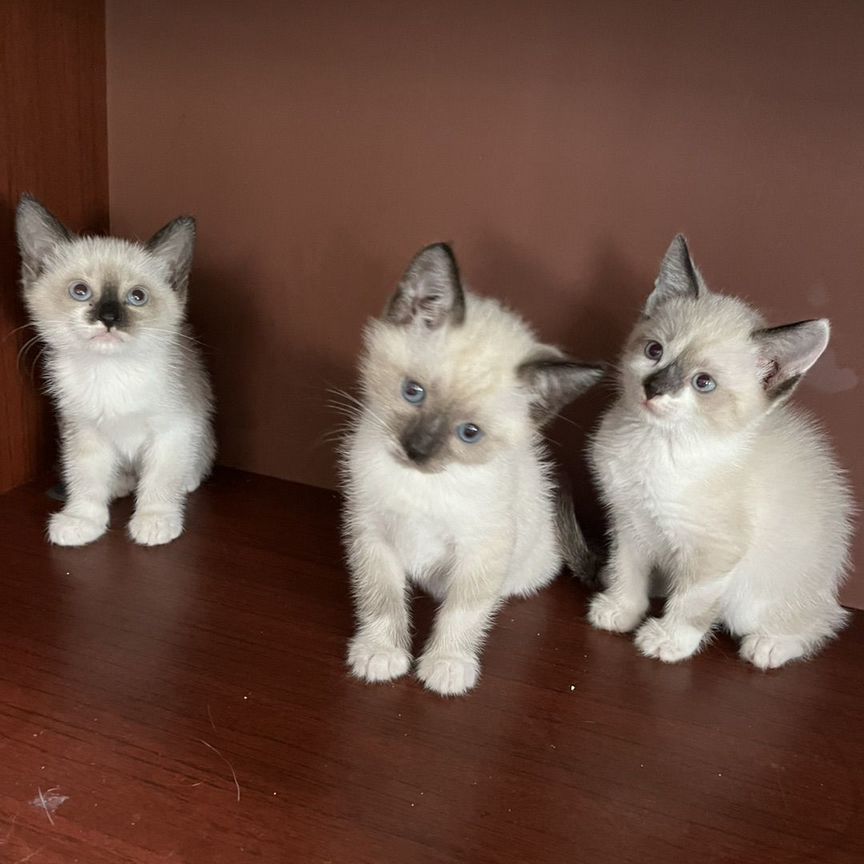 Тайские котята
