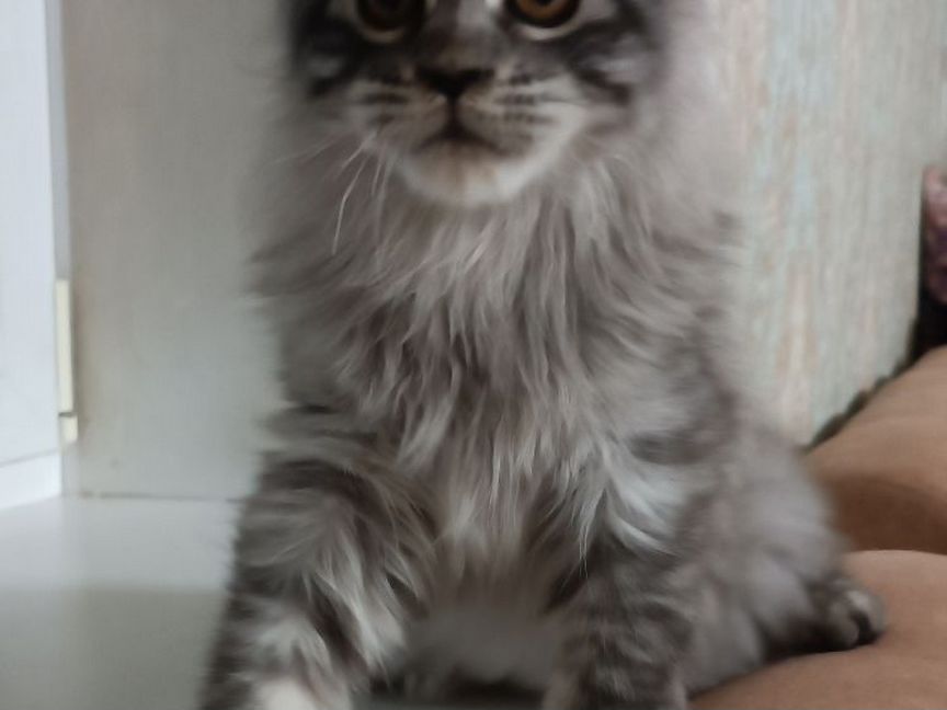 Котята мейн-кун