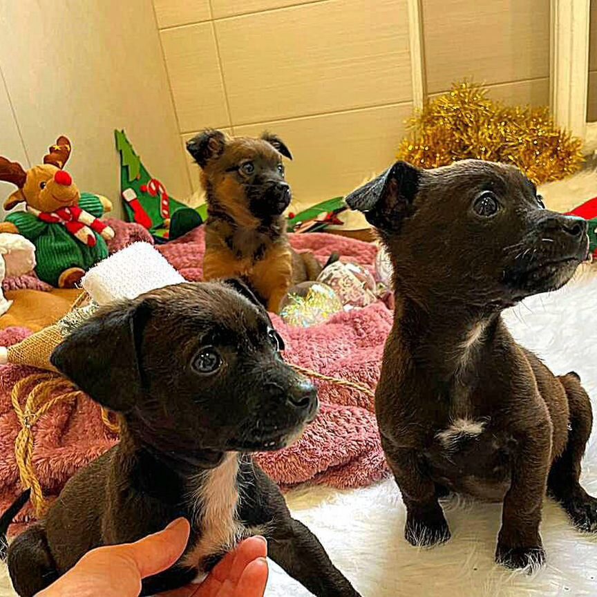 Дора девочка вырастет маленькая