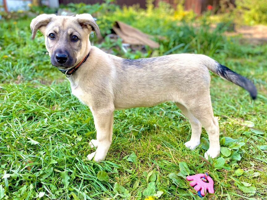 Щеночек в добрые руки