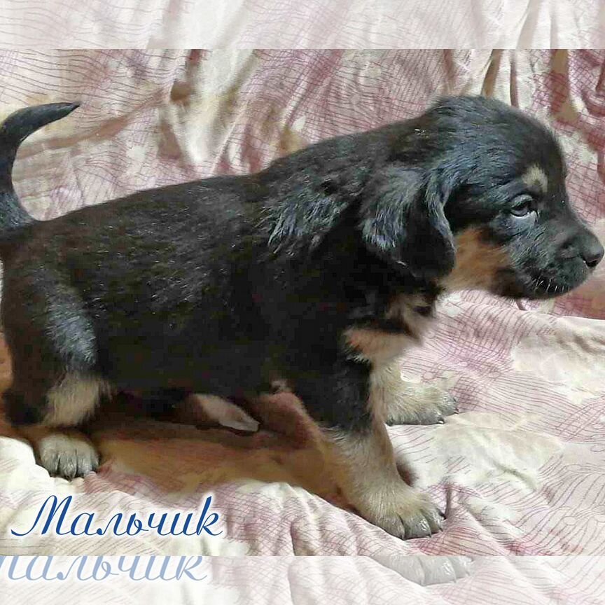 Щенки в заботливые руки