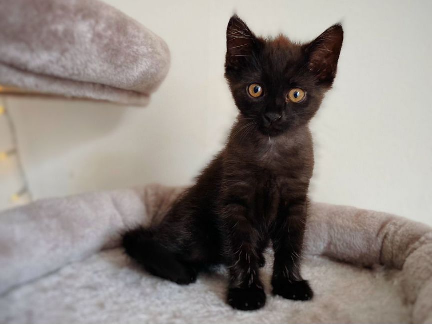 Котенок в добрые руки