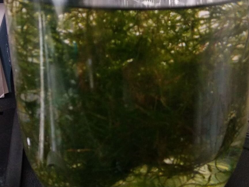 Яванский мох